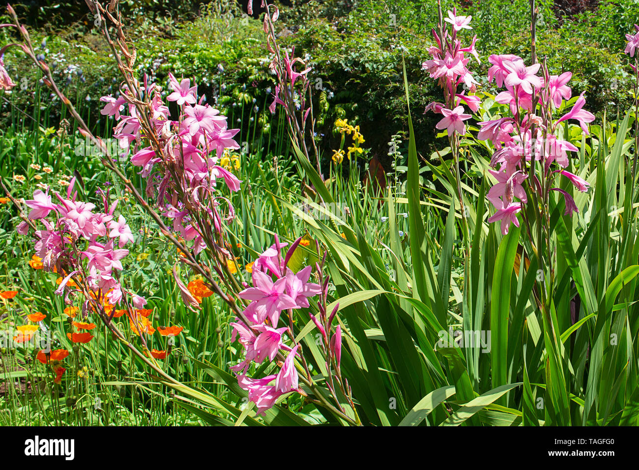 Exotic plants in madeira hi-res stock photography and images - Alamy