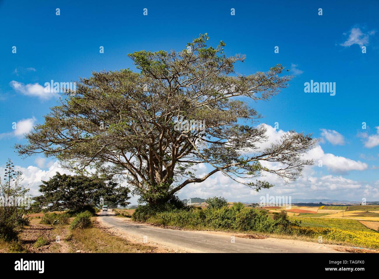 Banyan burma tree hi-res stock photography and images - Alamy