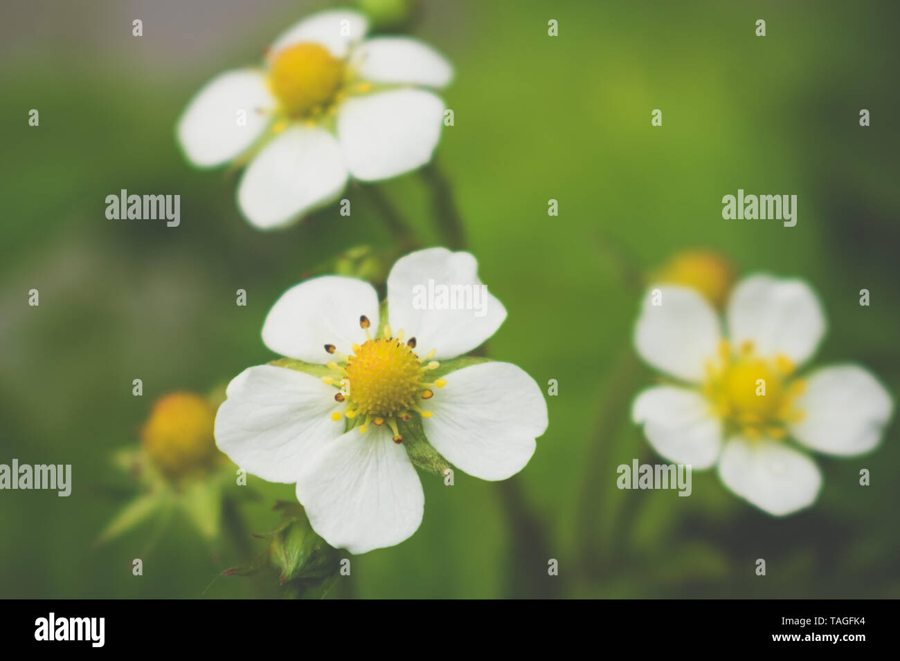 White strawberry plant hi-res stock photography and images - Alamy