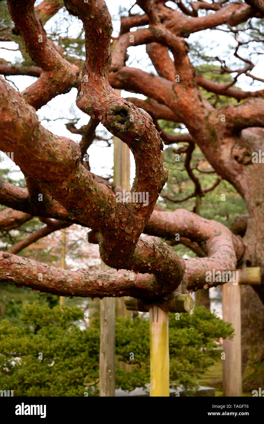 Tree Support Japan High Resolution Stock Photography and Images - Alamy