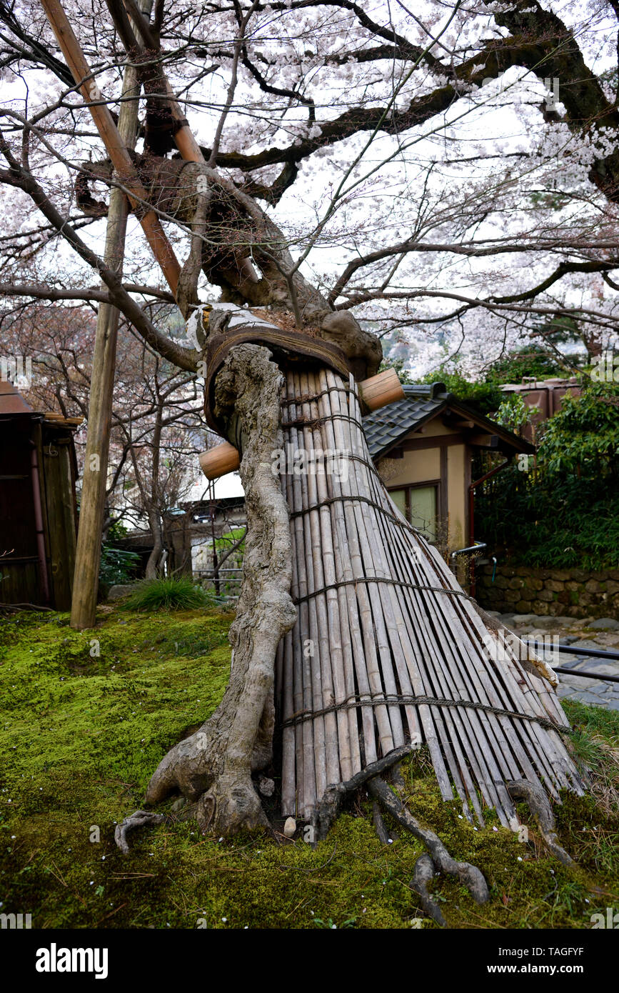 Tree support japan hi-res stock photography and images - Alamy