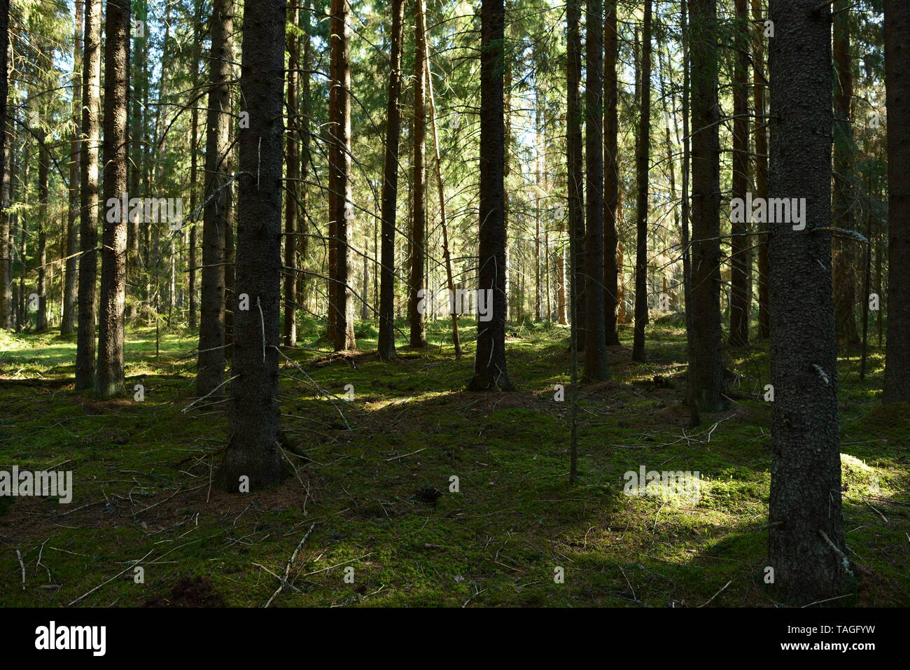 Coniferous forest sun light hi-res stock photography and images - Alamy