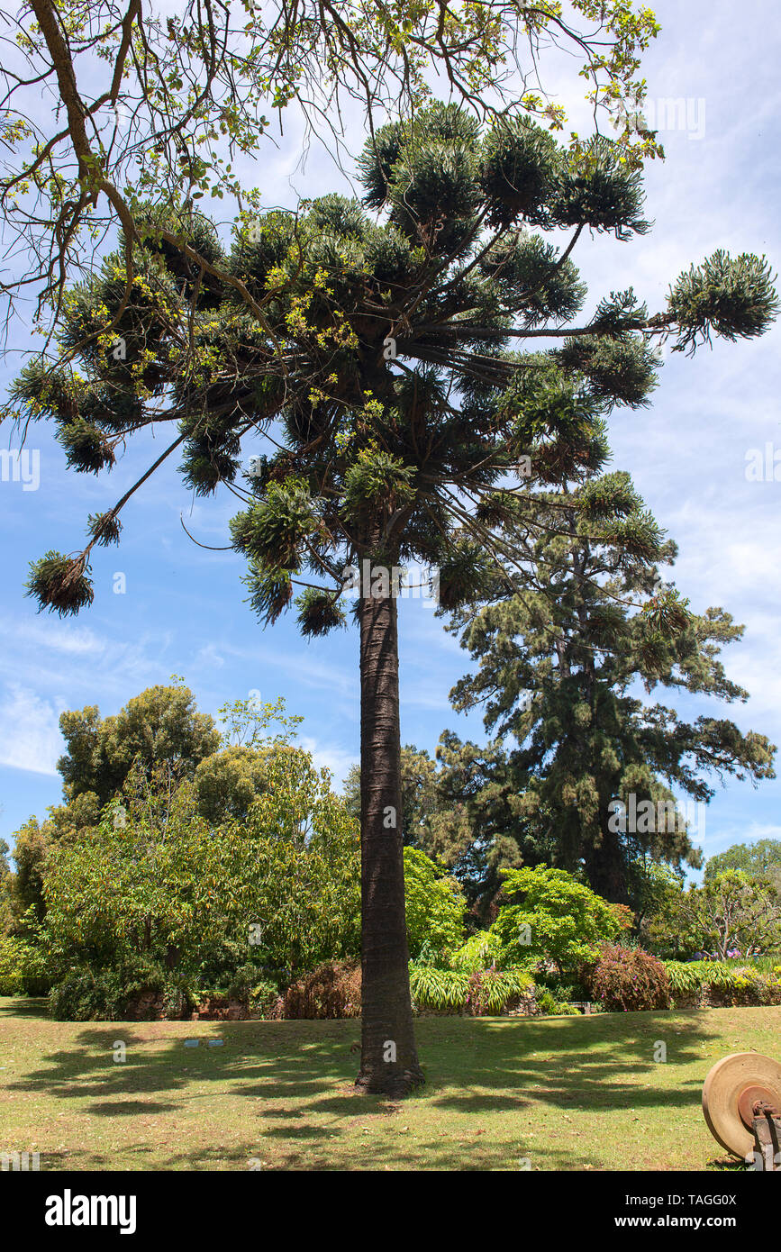 Funchal nature hi-res stock photography and images - Alamy
