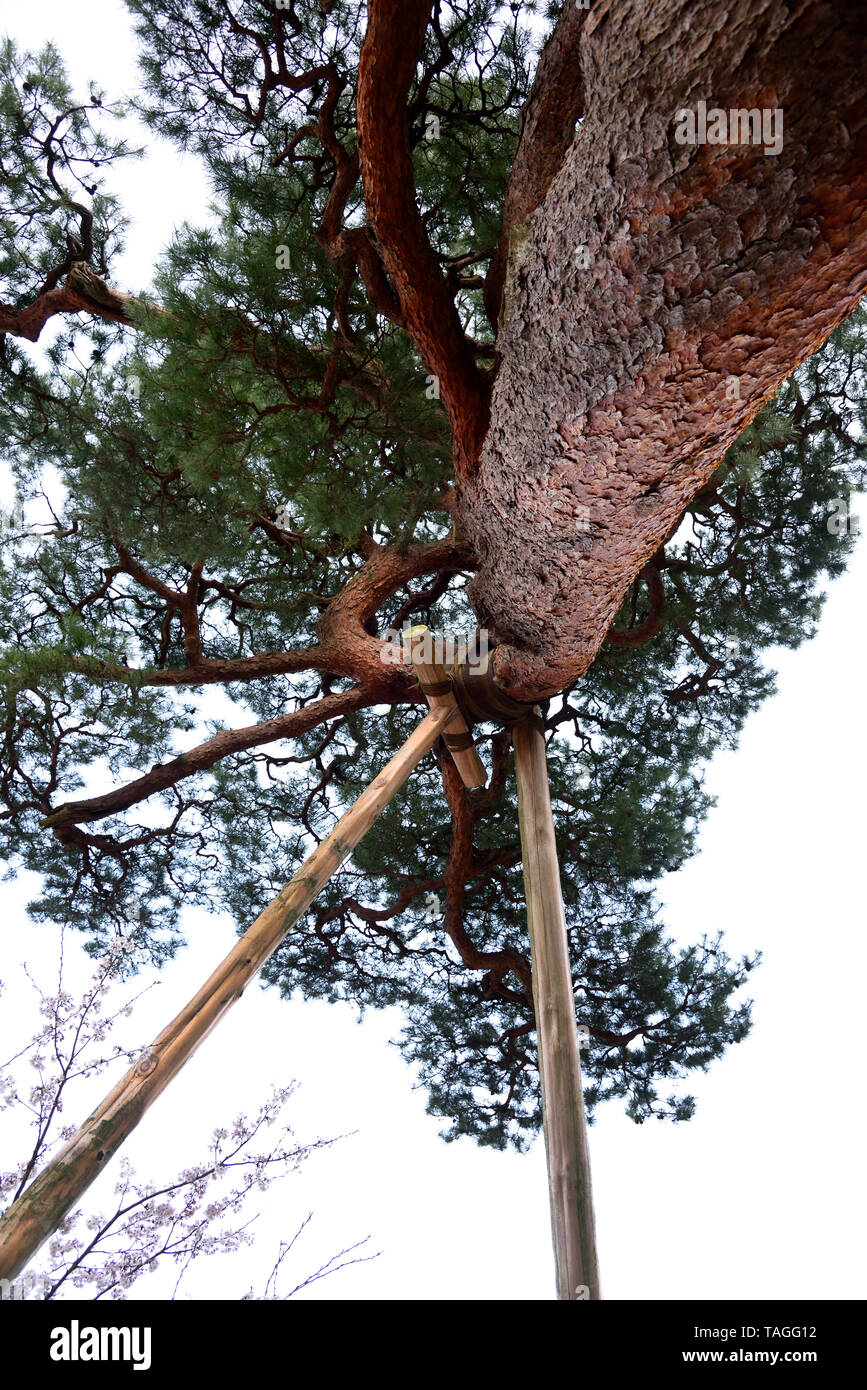 Tree support japan hi-res stock photography and images - Alamy