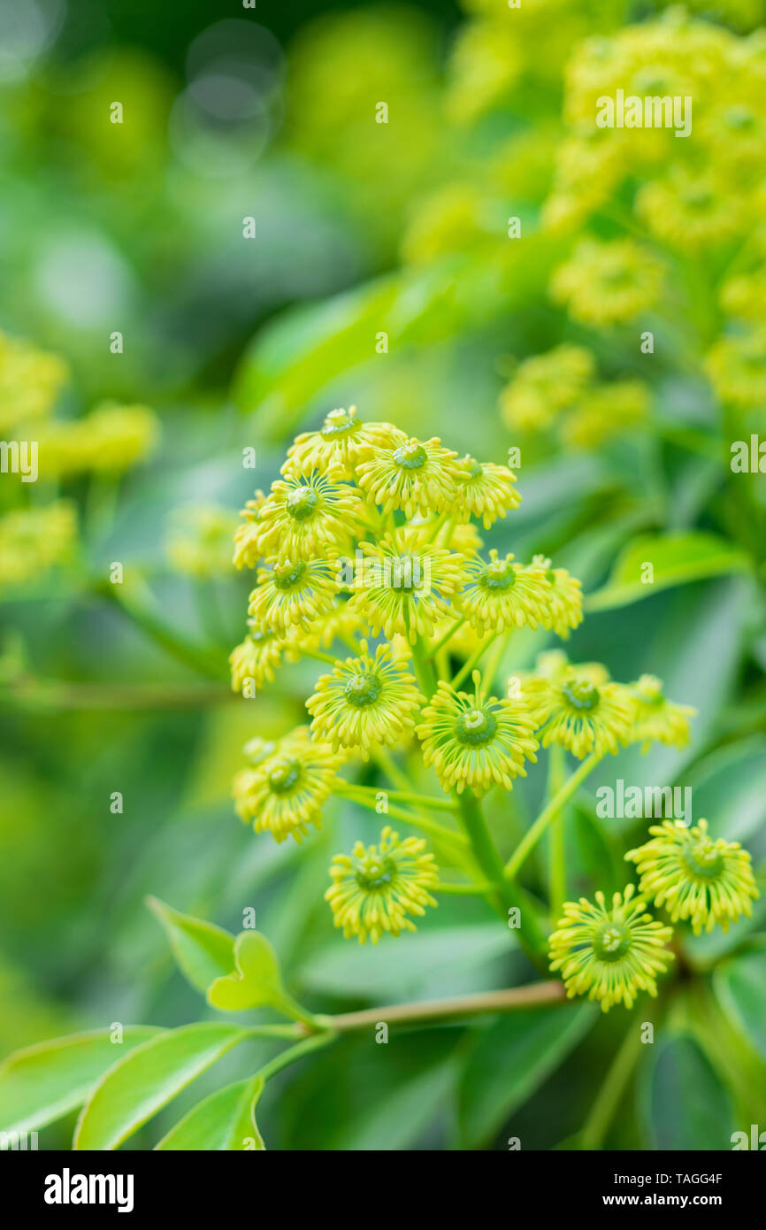 trochodendron aralioides, wheel tree Stock Photo - Alamy
