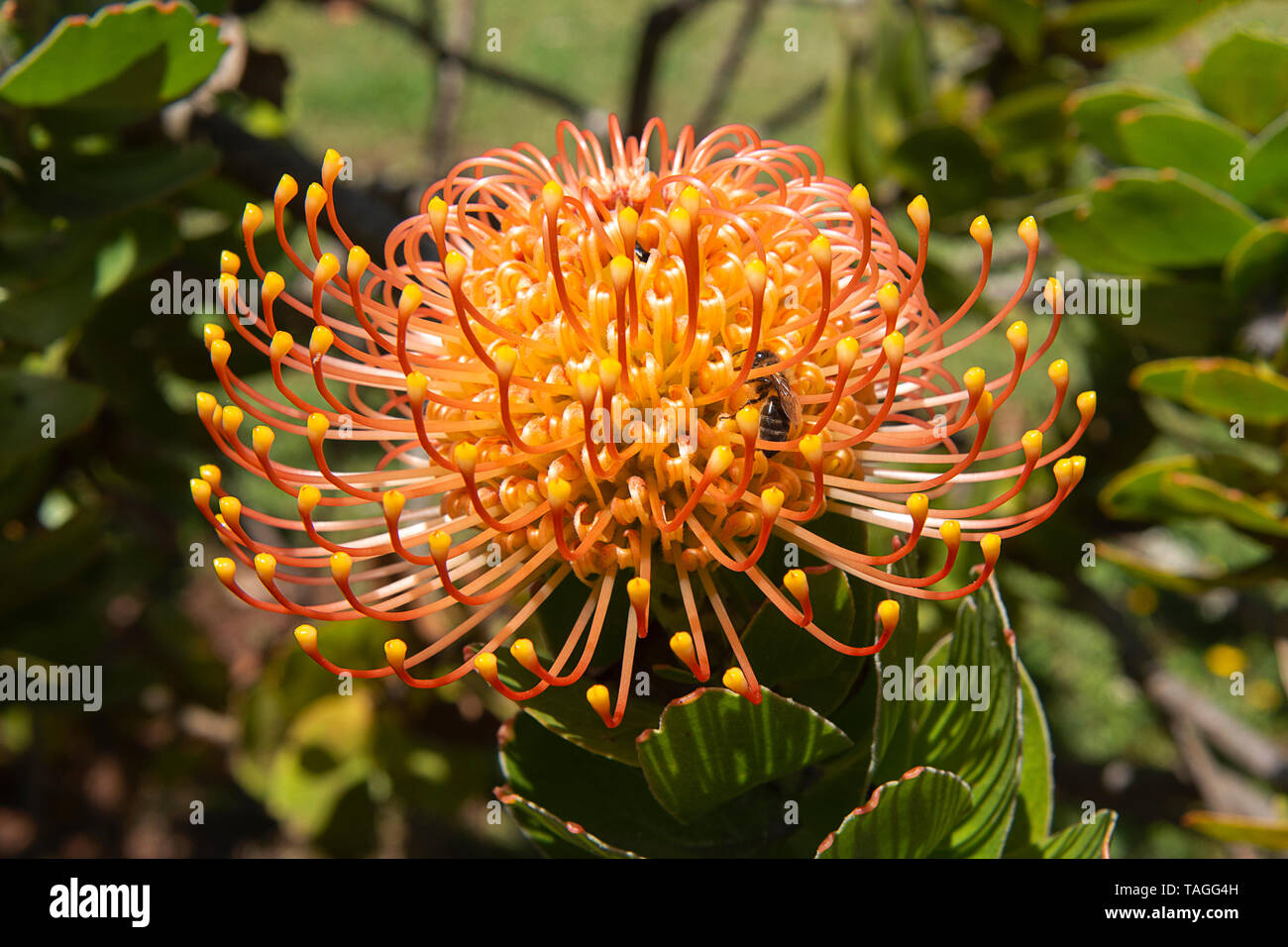 Pincushion Protea (Leucospermum) flower with bee in Madeira, Portugal ...