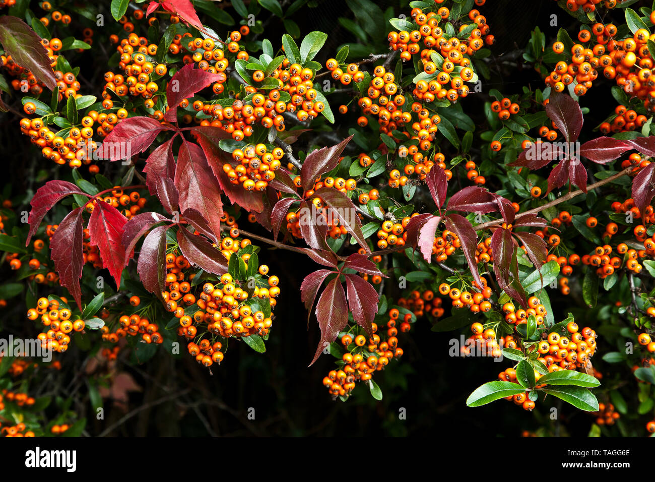 Russian Vine Autumn Stock Photos & Russian Vine Autumn Stock Images - Alamy