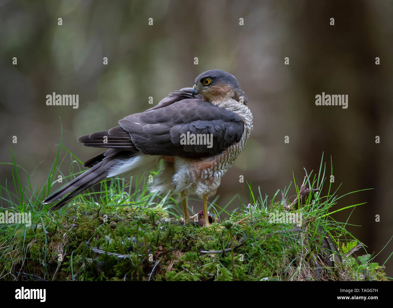 Sparrowhawk at plucking post, Dumfries, Scotland Stock Photo - Alamy