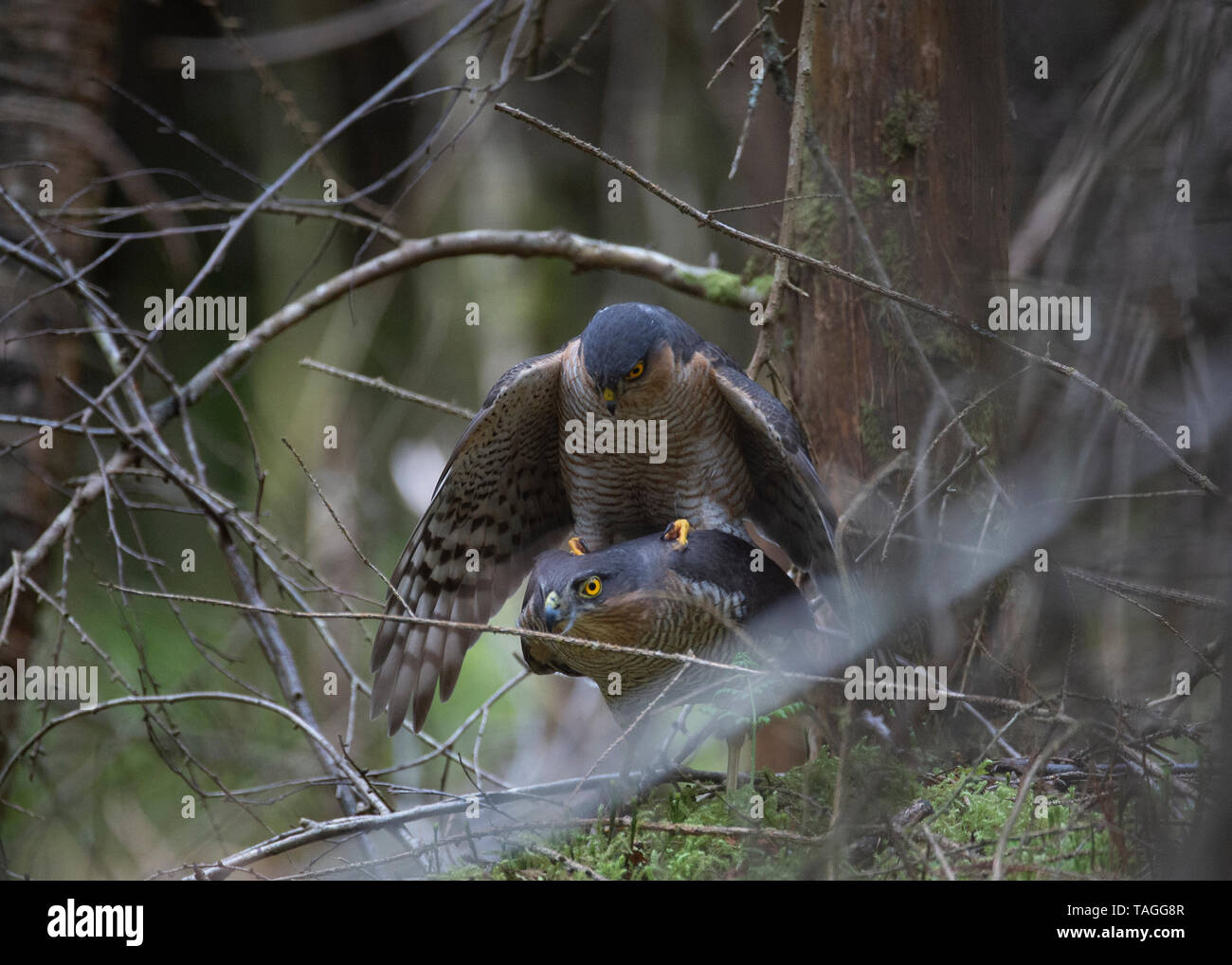 Sparrowhawk at plucking post, Dumfries, Scotland Stock Photo - Alamy