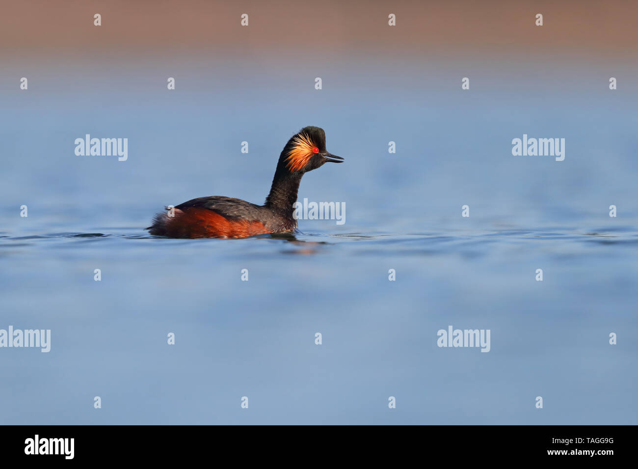 A stunning breeding plumage Black-necked Grebe or Eared Grebe (Podiceps ...