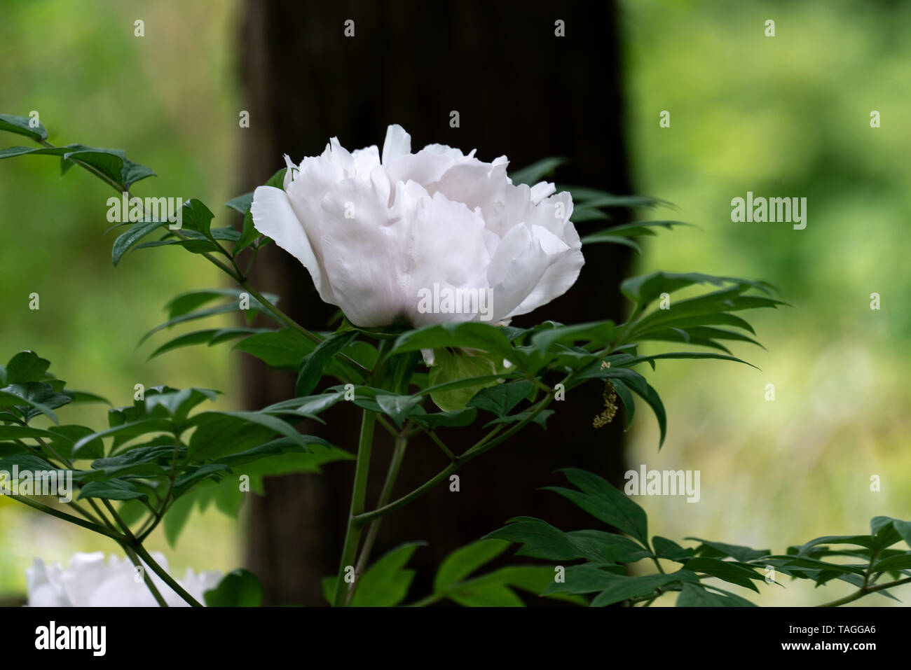 close up of a white peony flower (paeonia rockii) against a dark ...