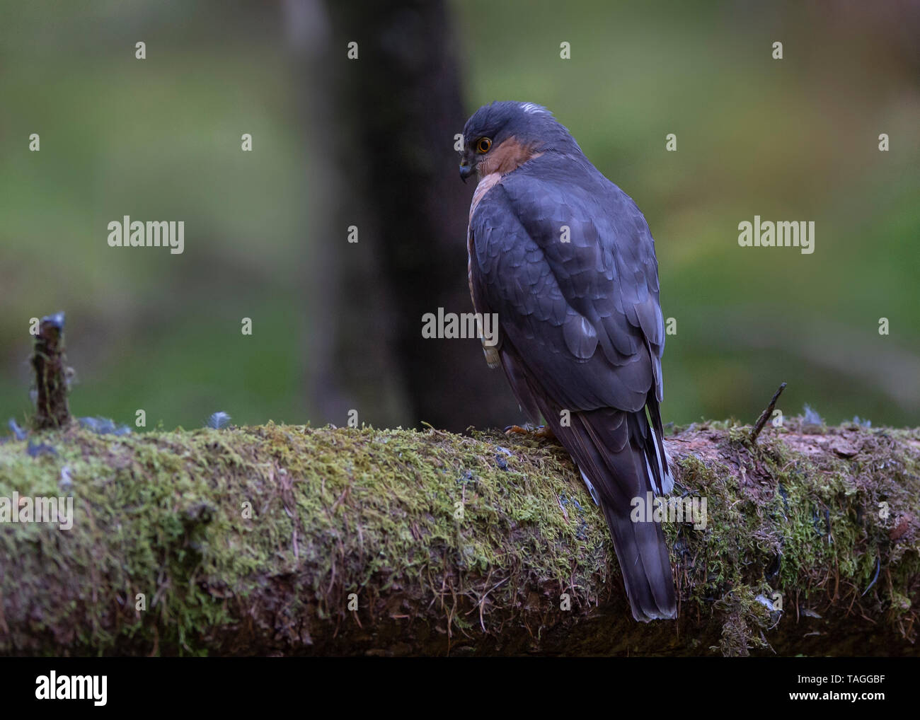 Sparrowhawk at plucking post, Dumfries, Scotland Stock Photo - Alamy