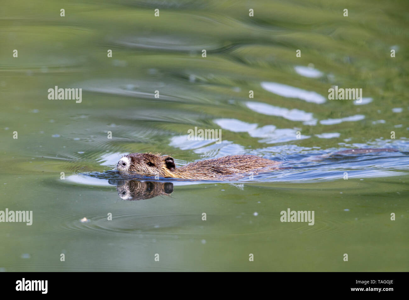 Nutria (Myocastor coypus) swimming in a lake in the nature protection ...