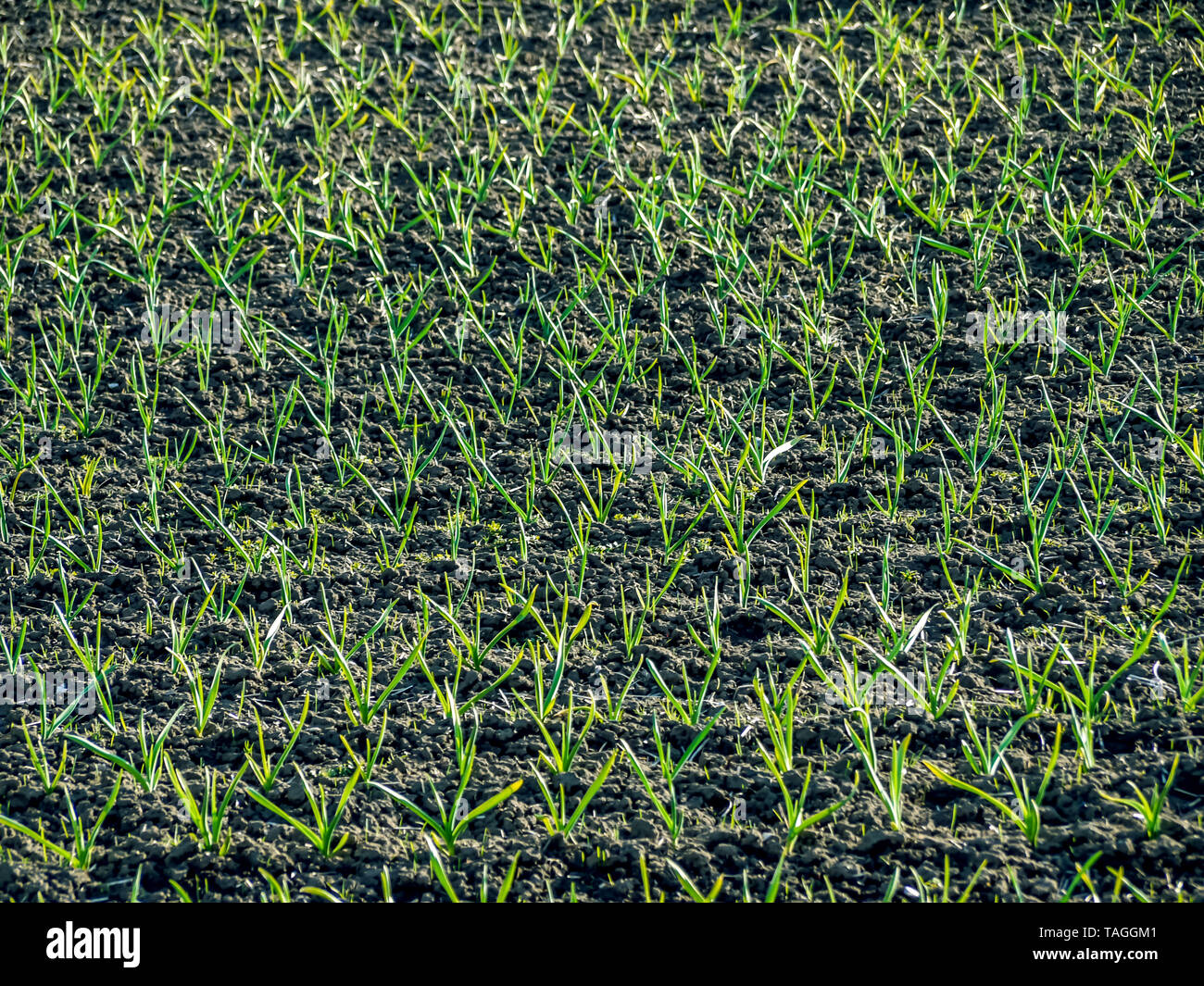 Plantlet hi-res stock photography and images - Alamy