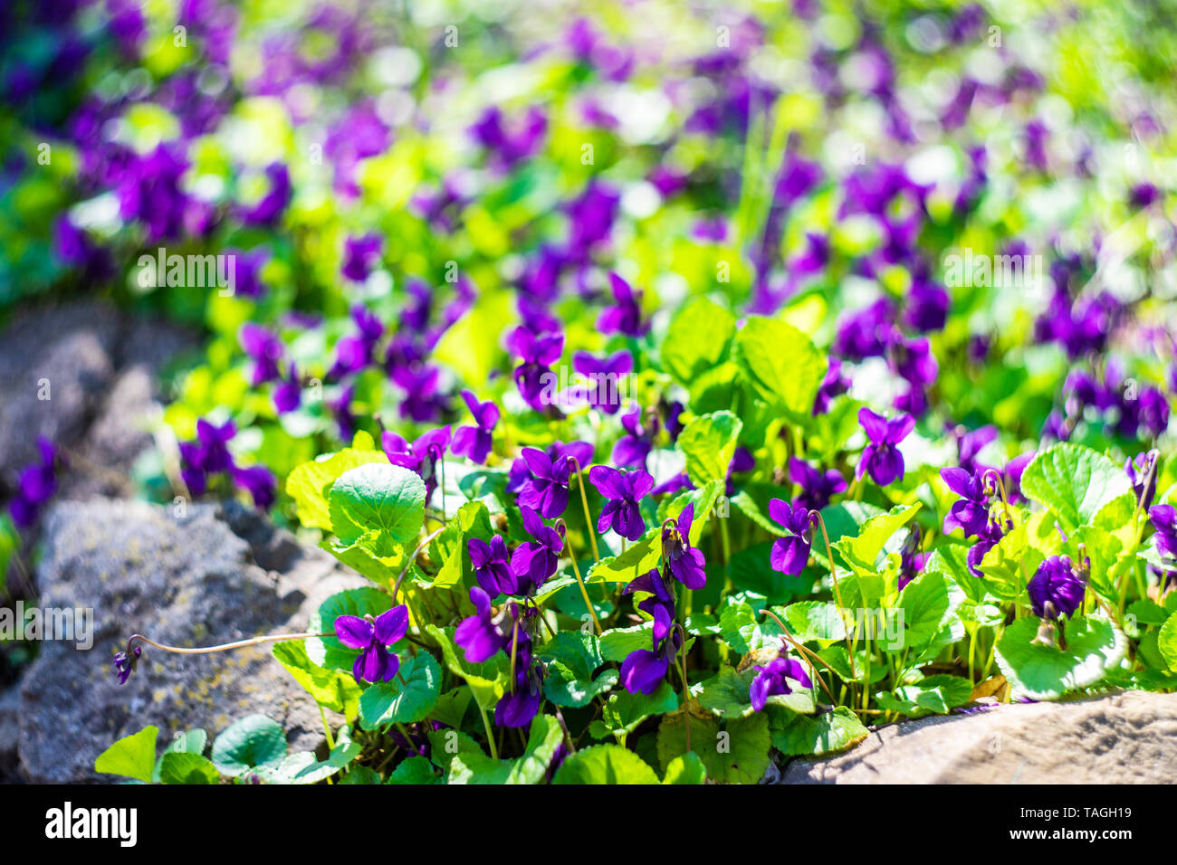 Viola odorata - Sweet Violet, English Violet, Common Violet, or Garden ...