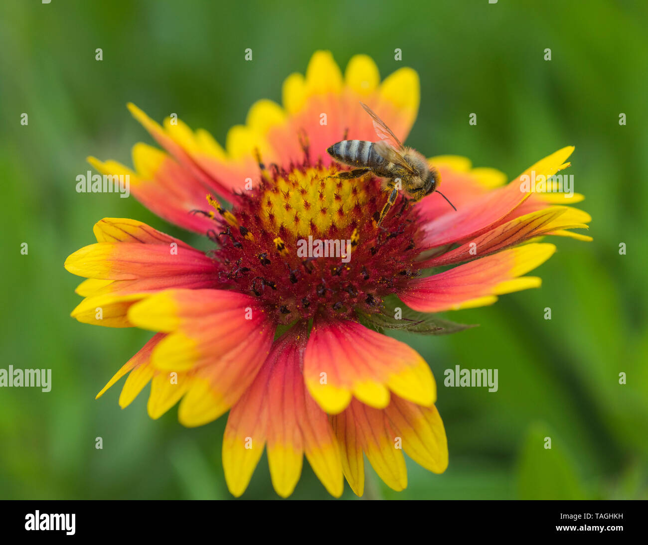 Bee on indian blanket hi-res stock photography and images - Alamy