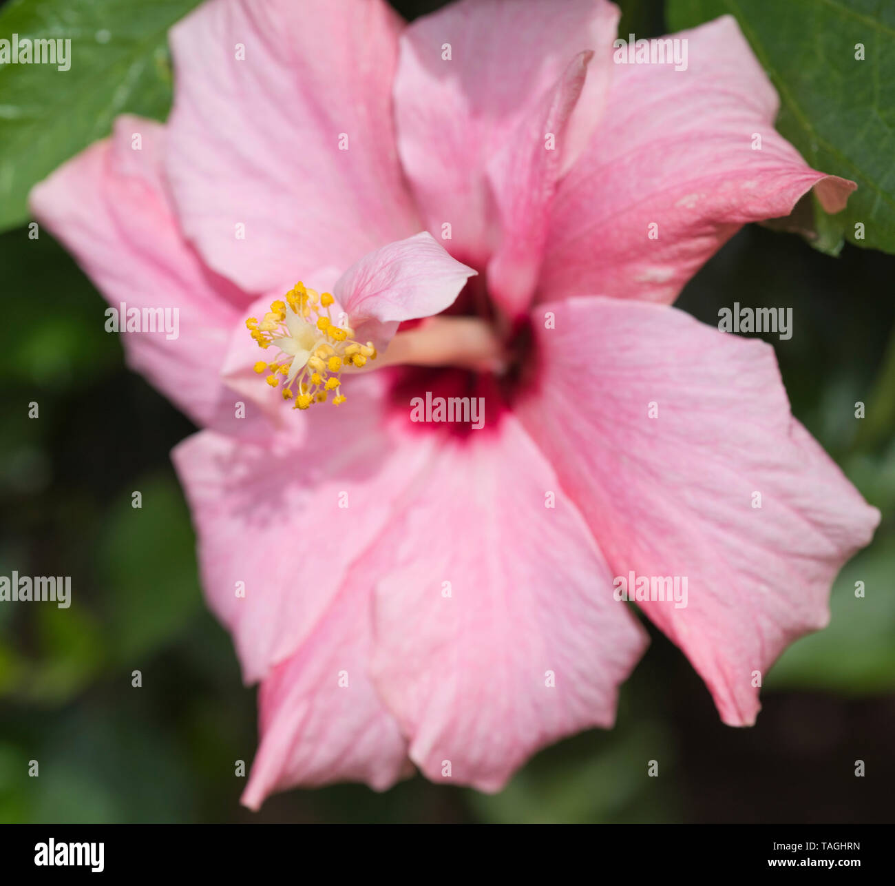 Pink hibiscus rosa sinensis hi-res stock photography and images - Alamy