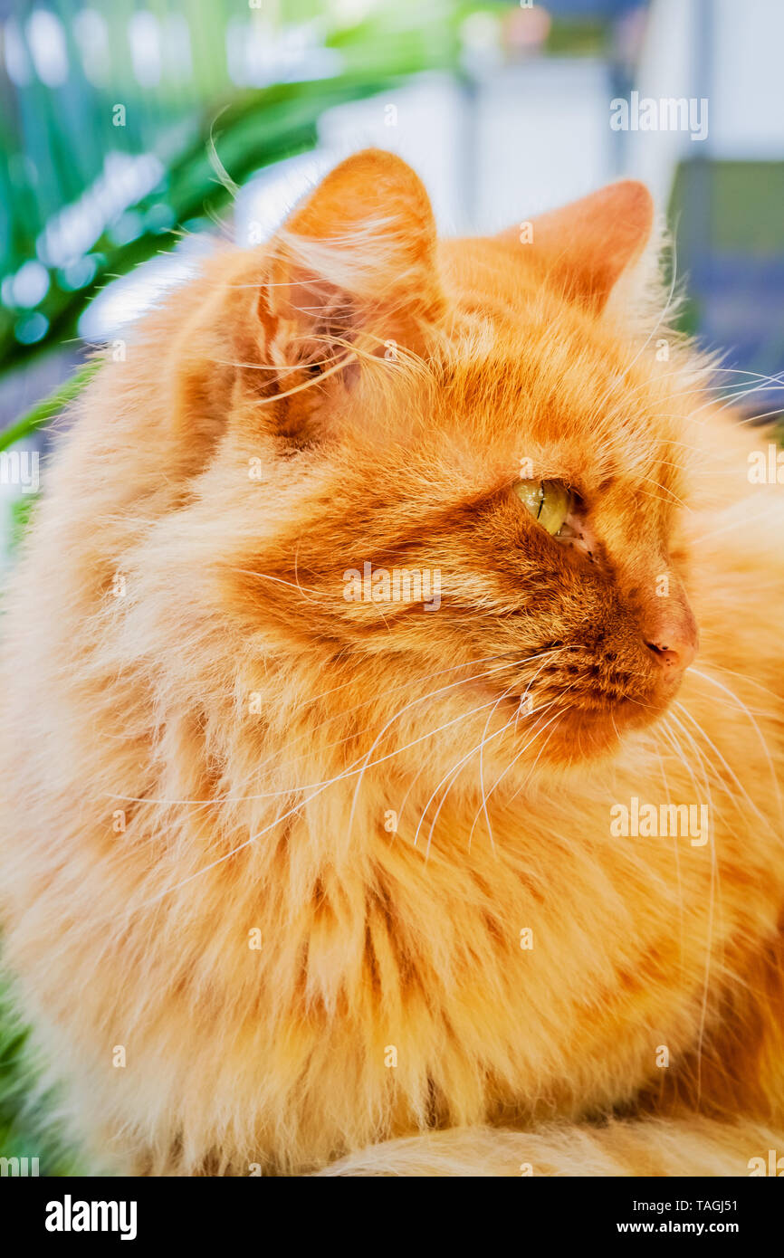 White haired green eyed cute hi-res stock photography and images - Alamy