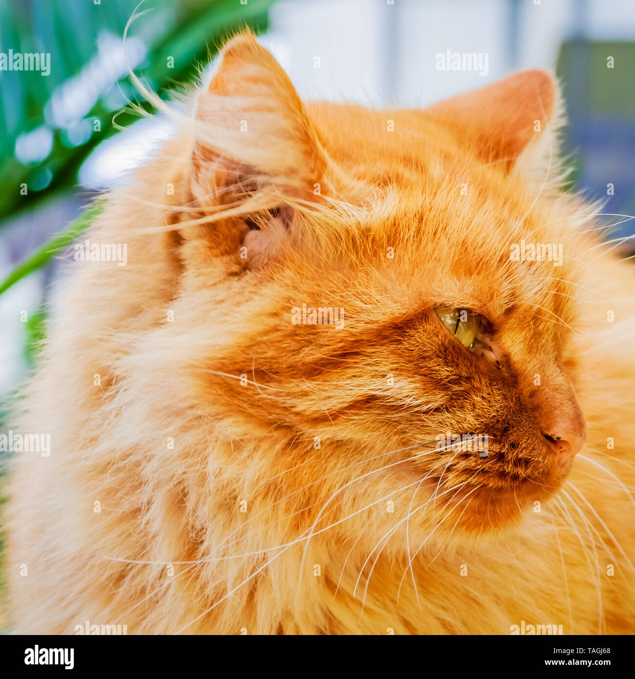 Ginger color cat hi-res stock photography and images - Alamy