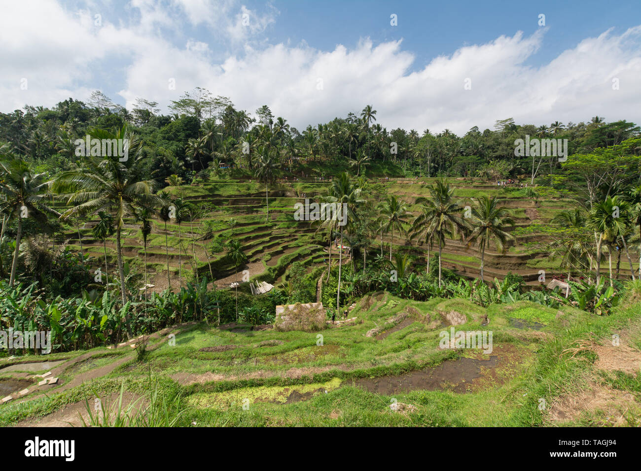 Indonesia field rainforest hi-res stock photography and images - Alamy