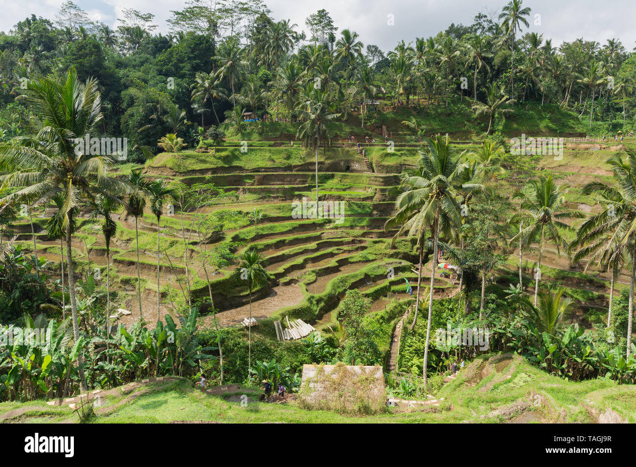 Terrace rice field in Bali in Indonesia Stock Photo - Alamy