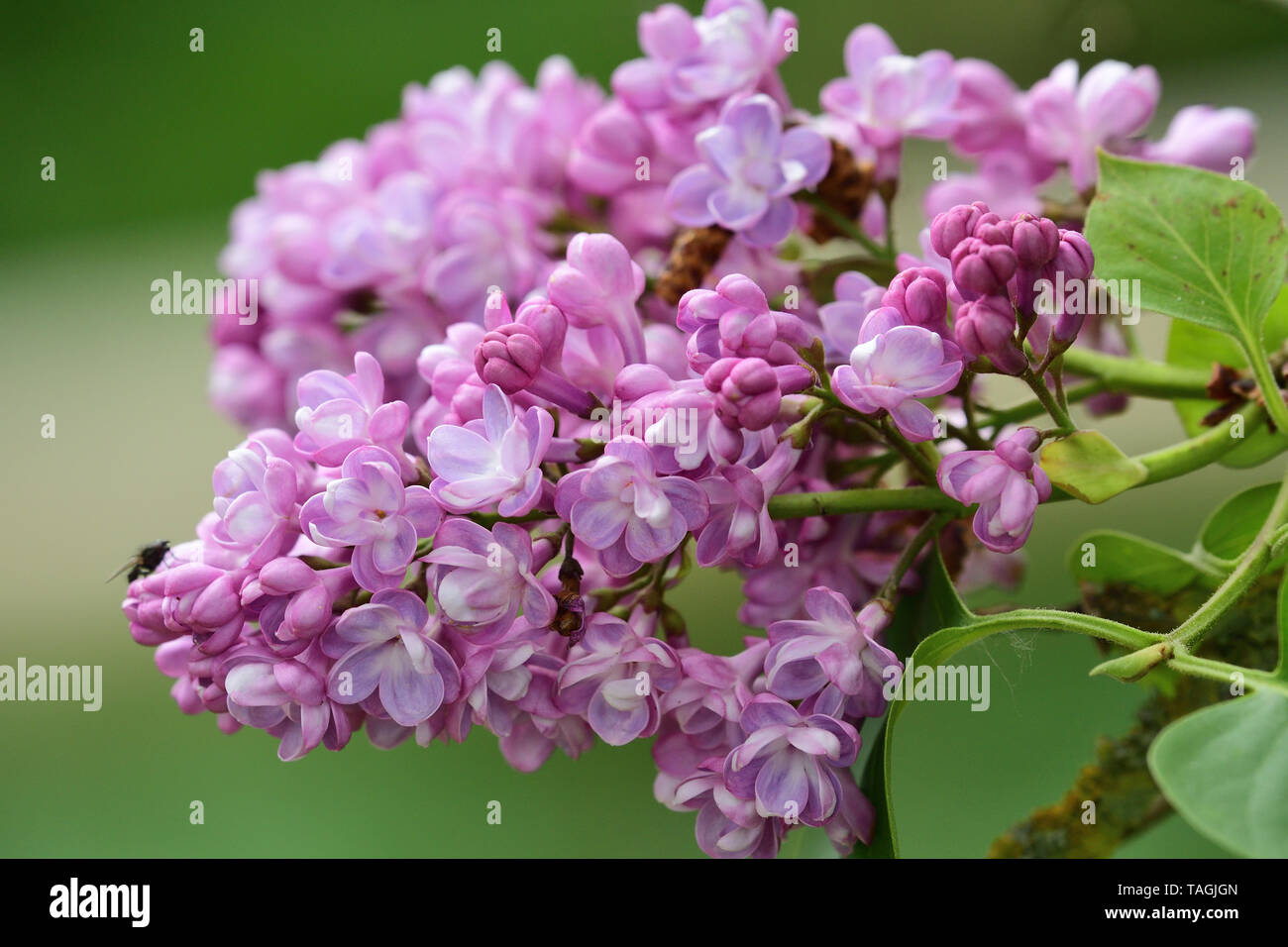 Close up of common lilac (syringa vulgaris) flowers in bloom Stock ...