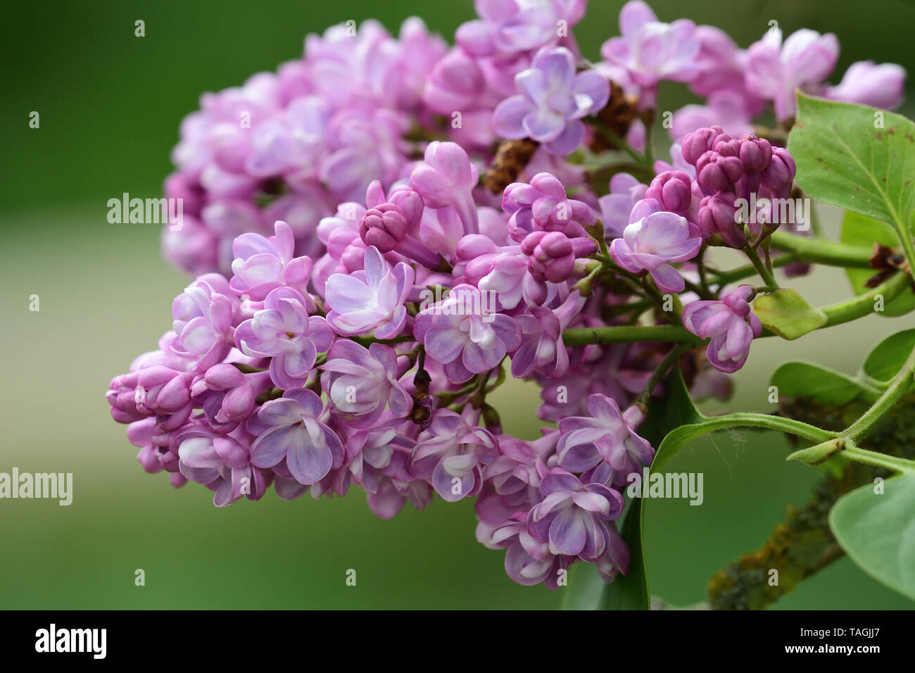 Closeup lilac inflorescence syringa vulgaris hi-res stock photography ...