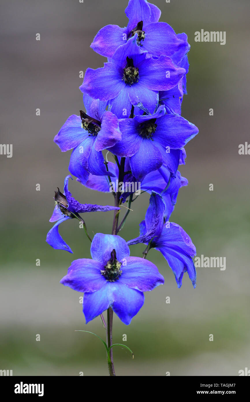 Purple alpine delphinium blooming hi-res stock photography and images ...
