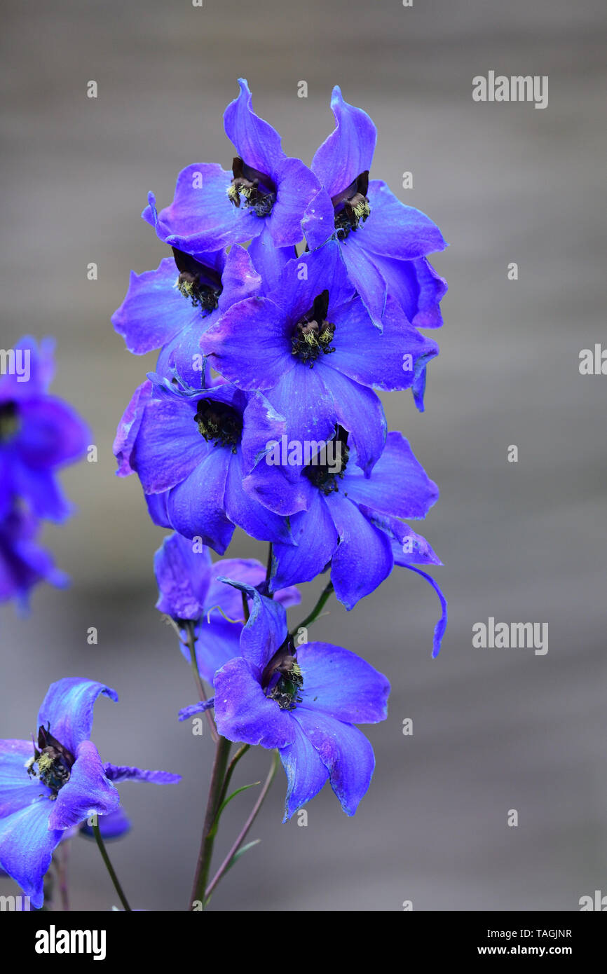 Close up of a delphinium elatum flower in bloom Stock Photo - Alamy