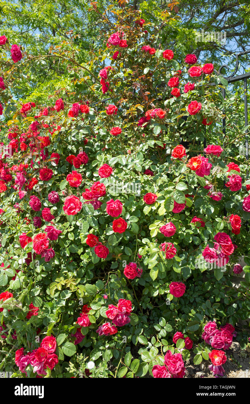 Flowering bush red roses Stock Photo - Alamy