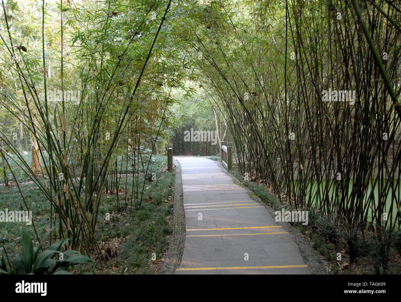 A path through bamboo at Chengdu Panda Reserve (Chengdu Research Base ...