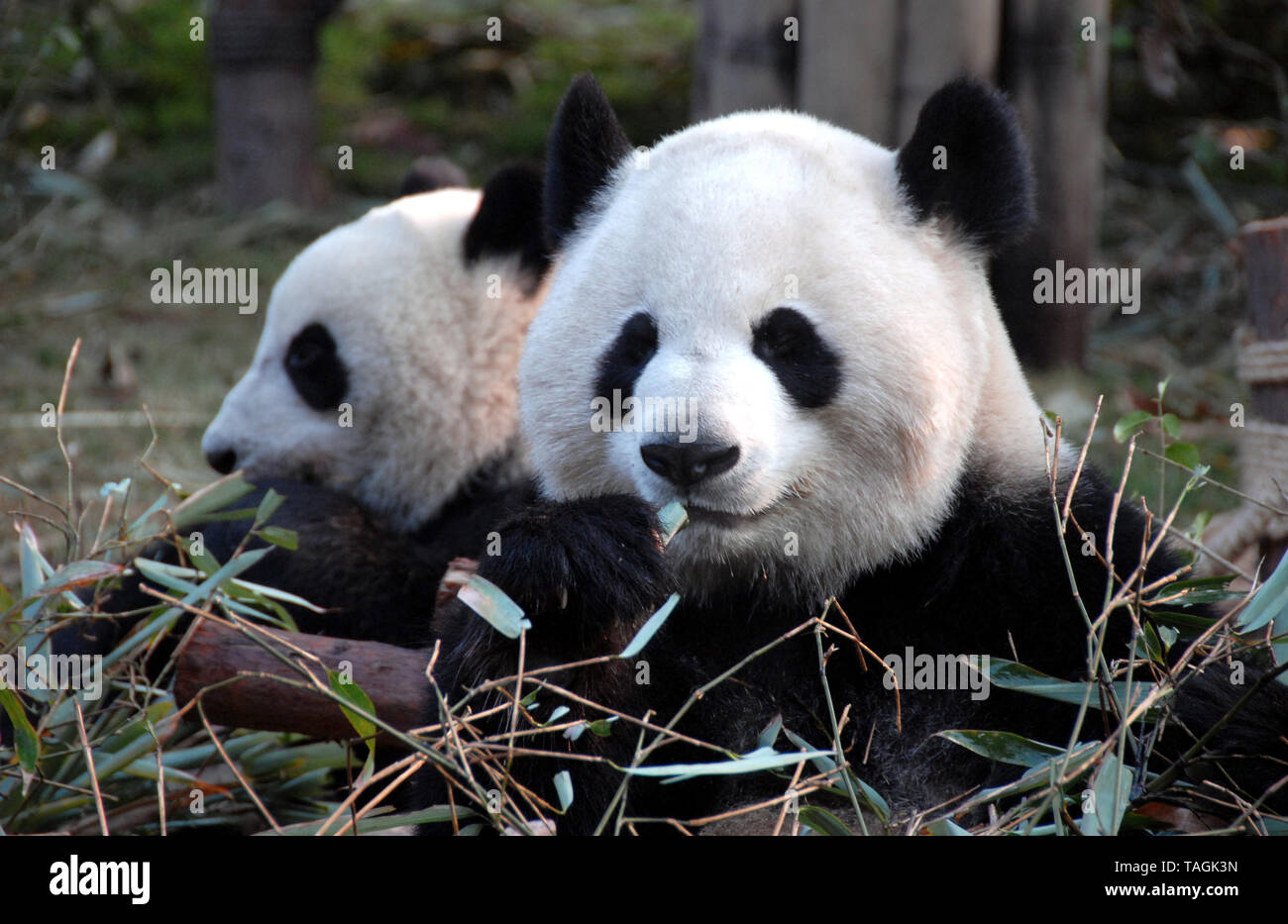 Two pandas at Chengdu Panda Reserve (Chengdu Research Base of Giant ...