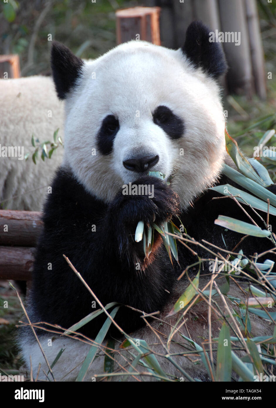 Giant Panda at Chengdu Panda Reserve (Chengdu Research Base of Giant ...