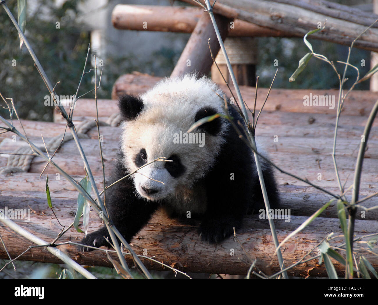 Panda cub at Chengdu Panda Reserve (Chengdu Research Base of Giant ...