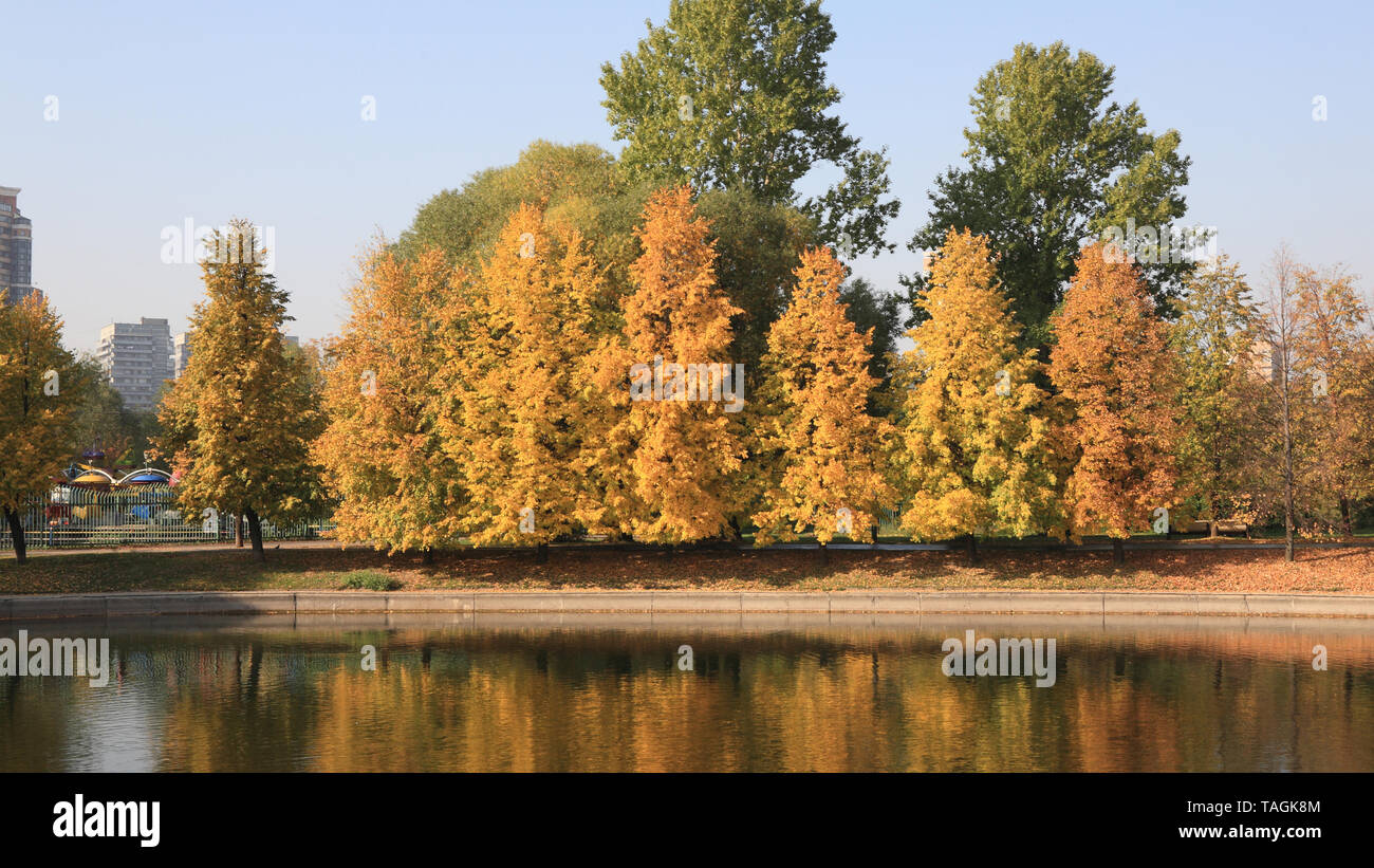 city park in gold fall Stock Photo - Alamy