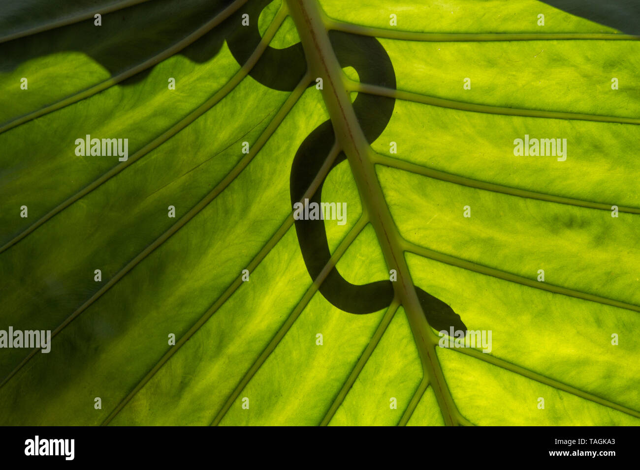 King of the snake hi-res stock photography and images - Alamy