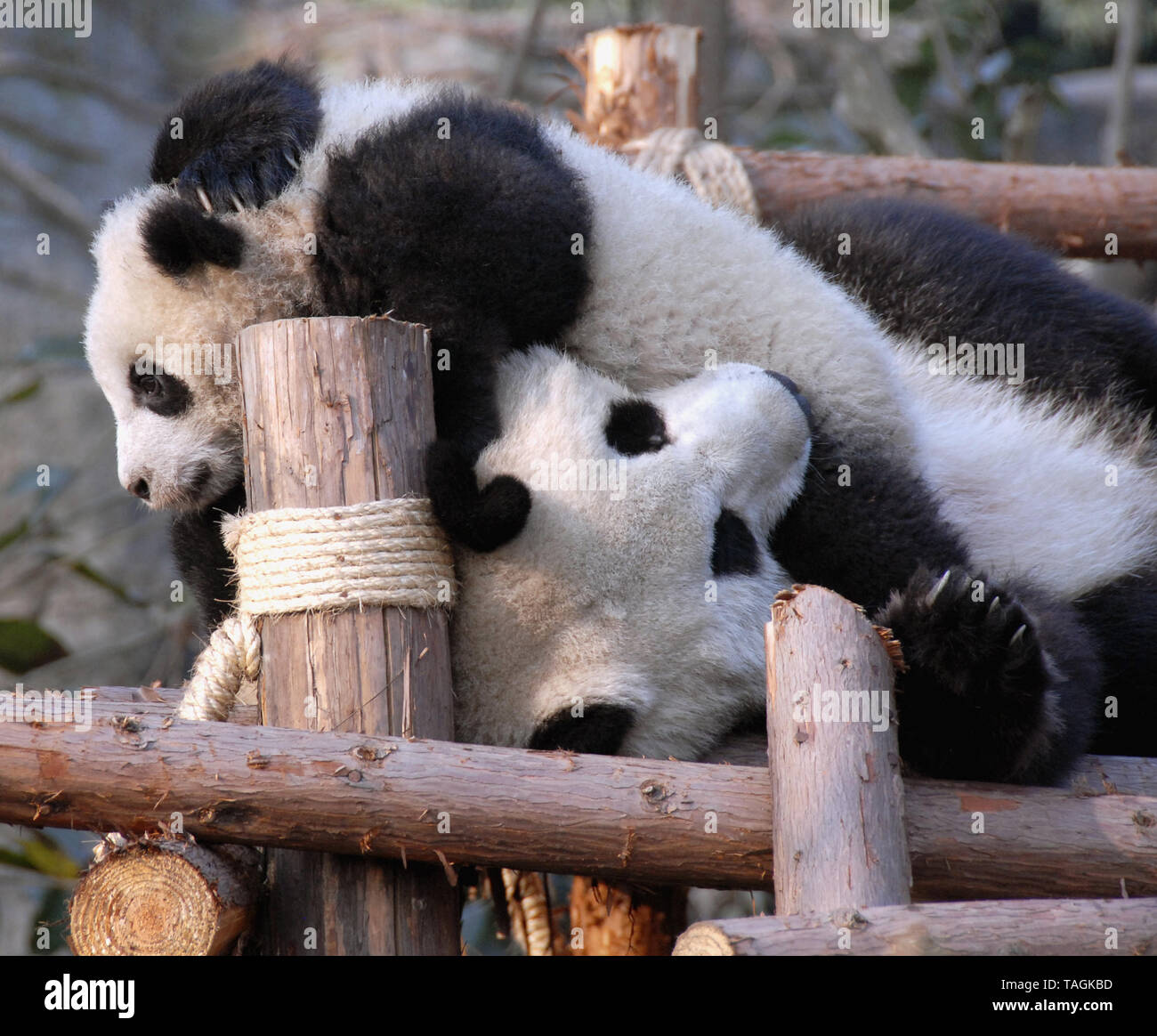 Panda mother and cub at Chengdu Panda Reserve (Chengdu Research Base of ...