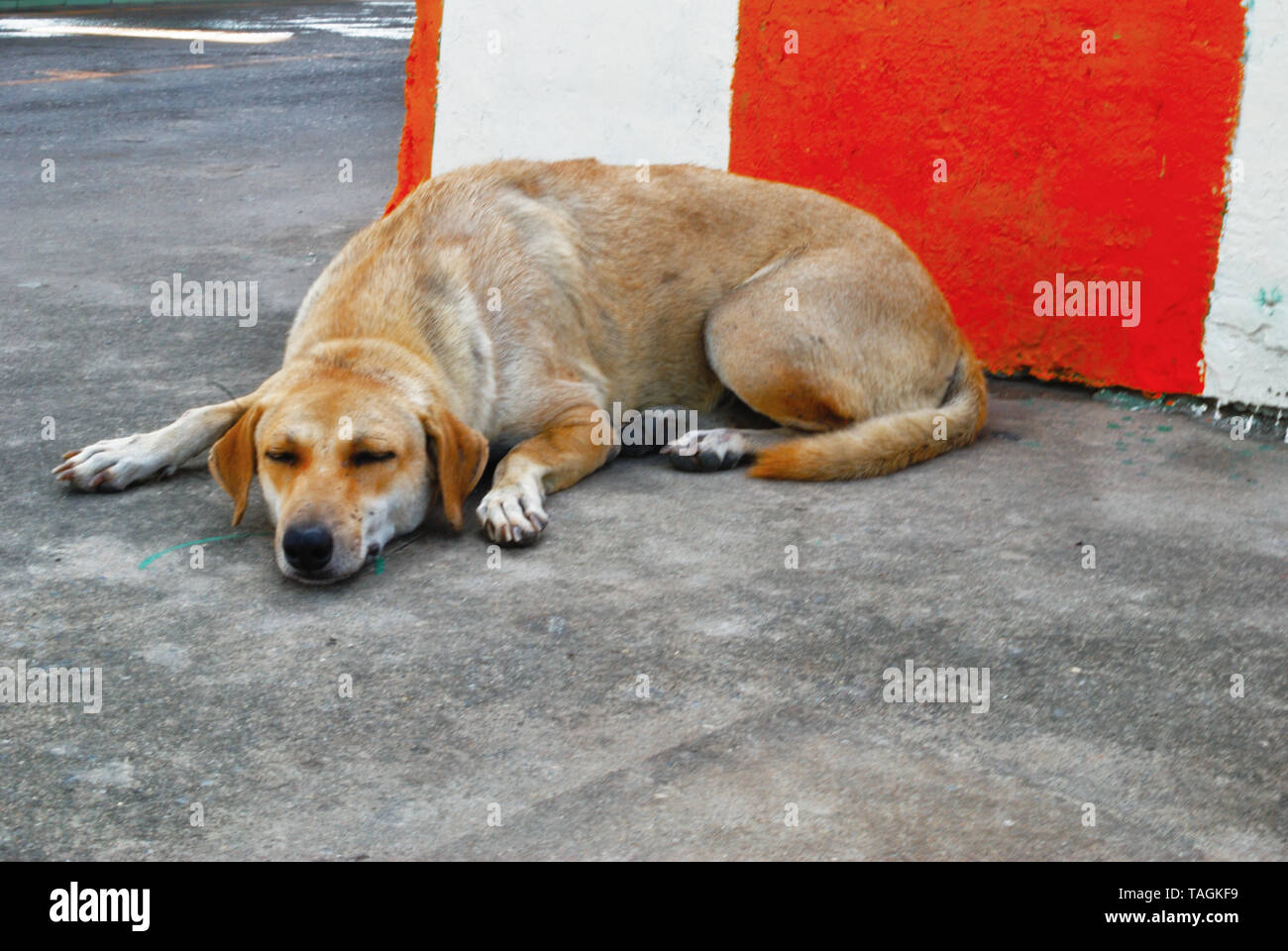 Smiling puppy cartoon hi-res stock photography and images - Alamy