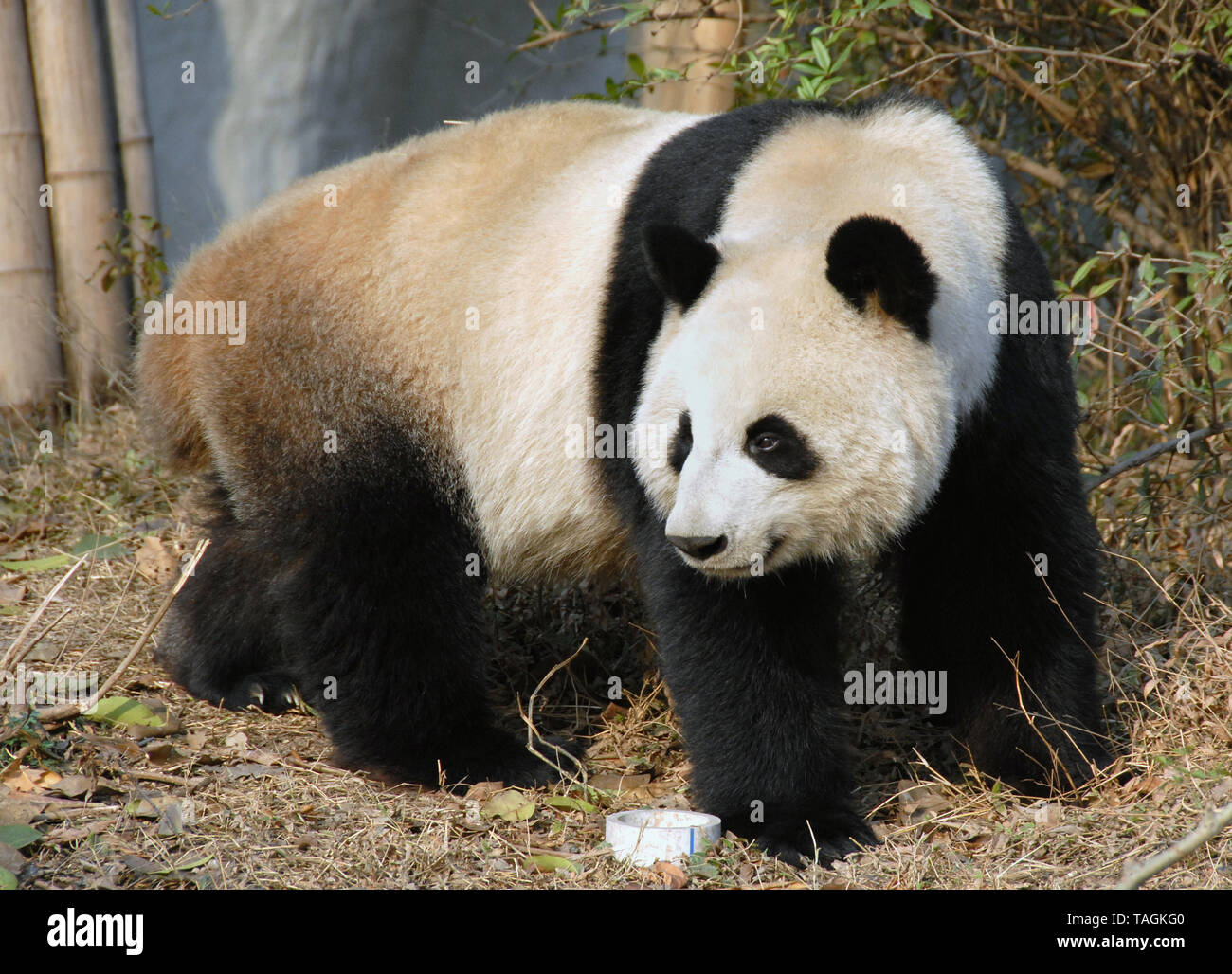 Giant Panda at Chengdu Panda Reserve (Chengdu Research Base of Giant ...
