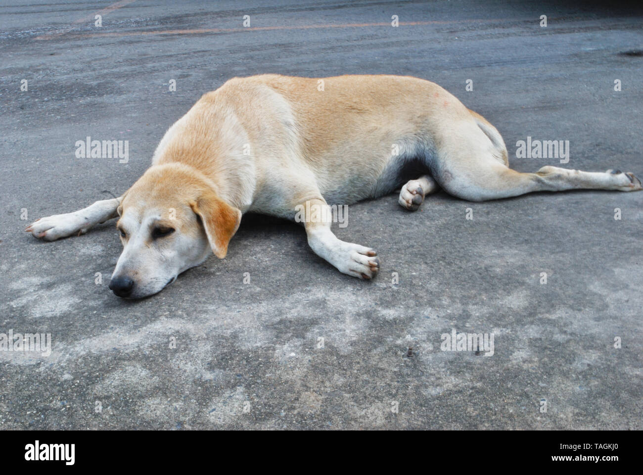 Dogs lie down on the ground of Siemens. Because of drowsiness and ...
