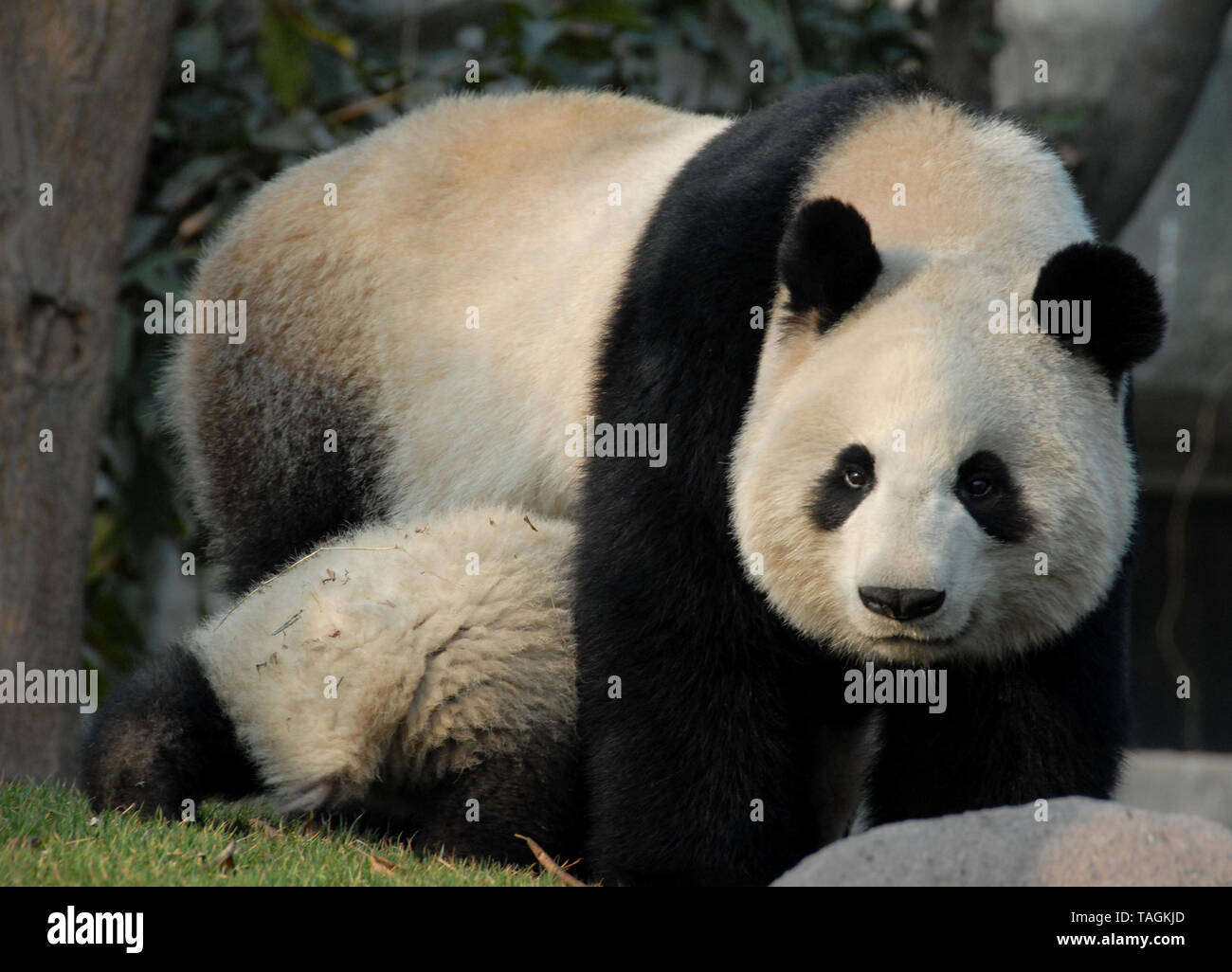 Panda mother and cub at Chengdu Panda Reserve (Chengdu Research Base of ...