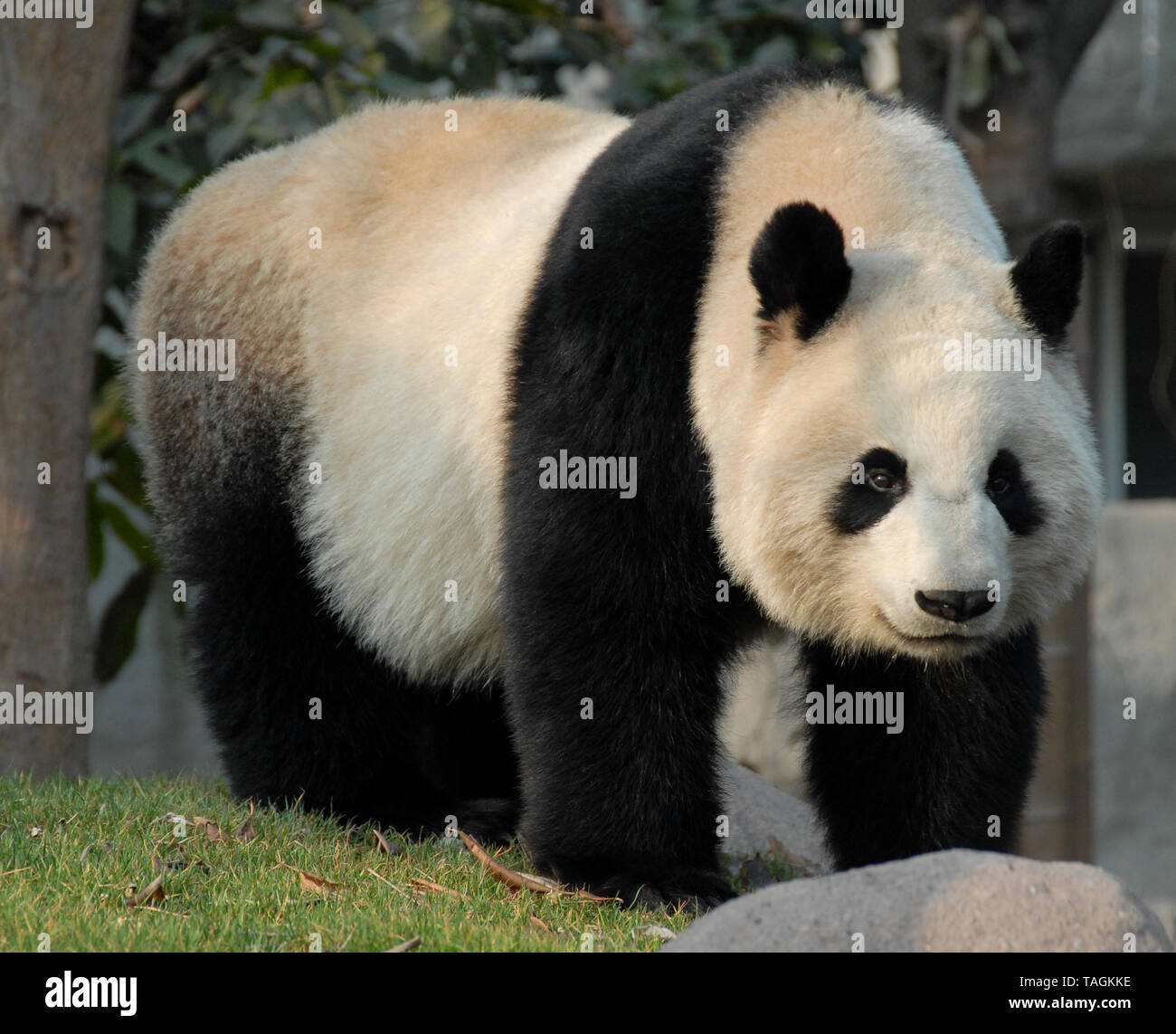 Giant Panda at Chengdu Panda Reserve (Chengdu Research Base of Giant ...