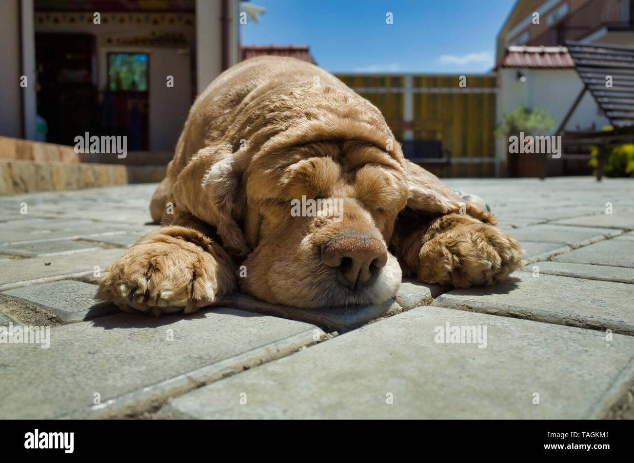 The dog lies resting. Breed Cocker Spaniel, golden color Stock Photo ...