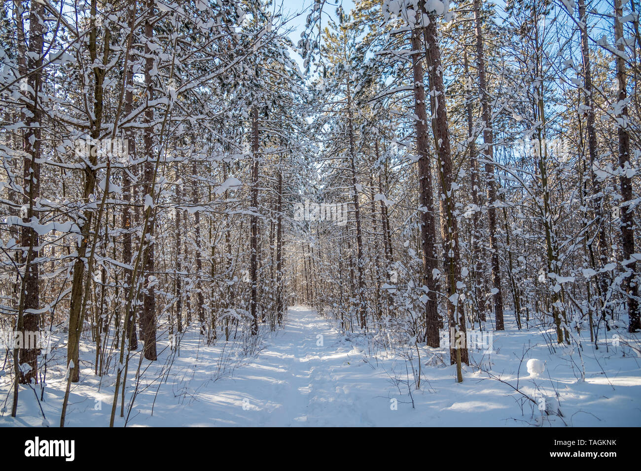 Trees and ground under snow in sunny winter day Stock Photo - Alamy