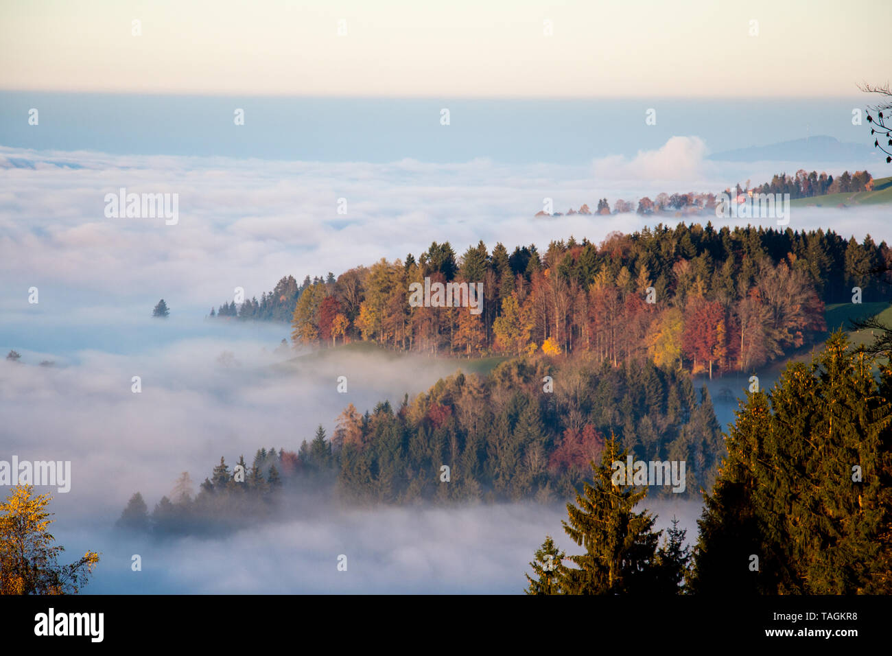 Trees falling into sea hi-res stock photography and images - Alamy