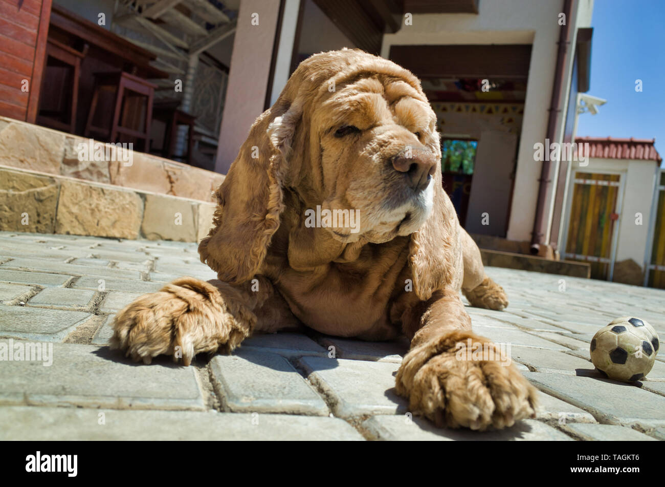 Beautiful female english spaniel breed hi-res stock photography and ...