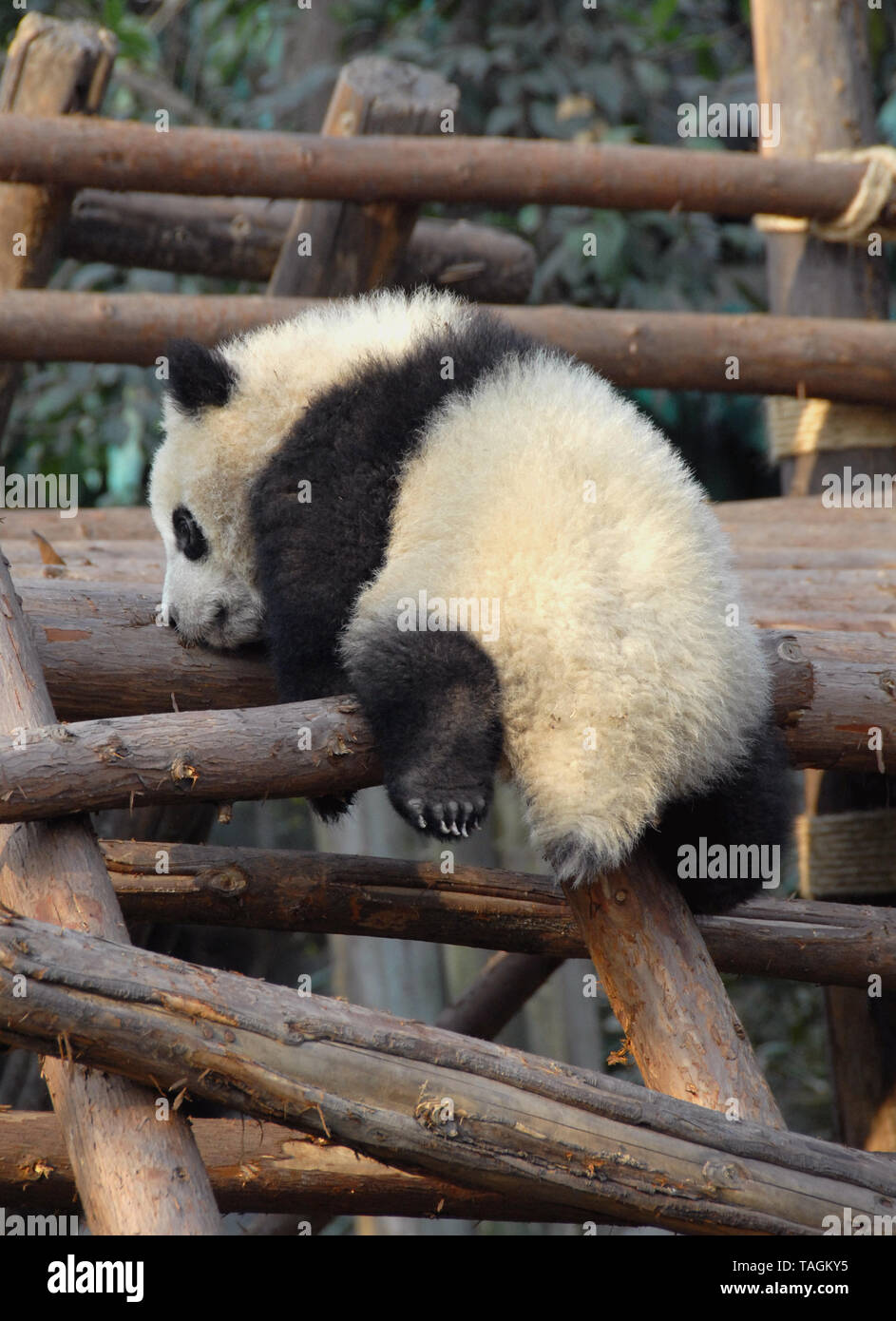Panda cub at Chengdu Panda Reserve (Chengdu Research Base of Giant ...