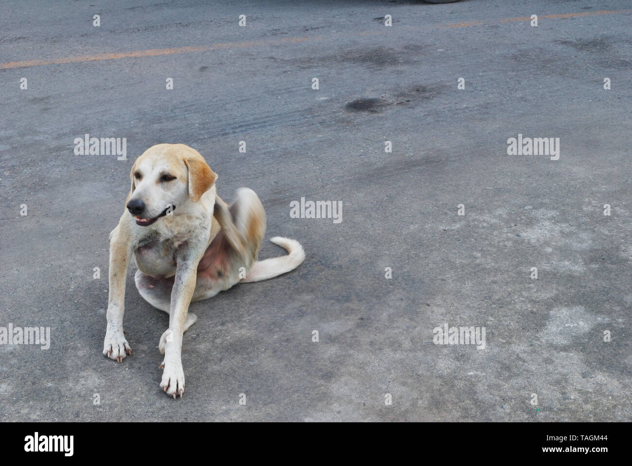 The dog is sitting, scratching out the fleas and sending a happy smile ...