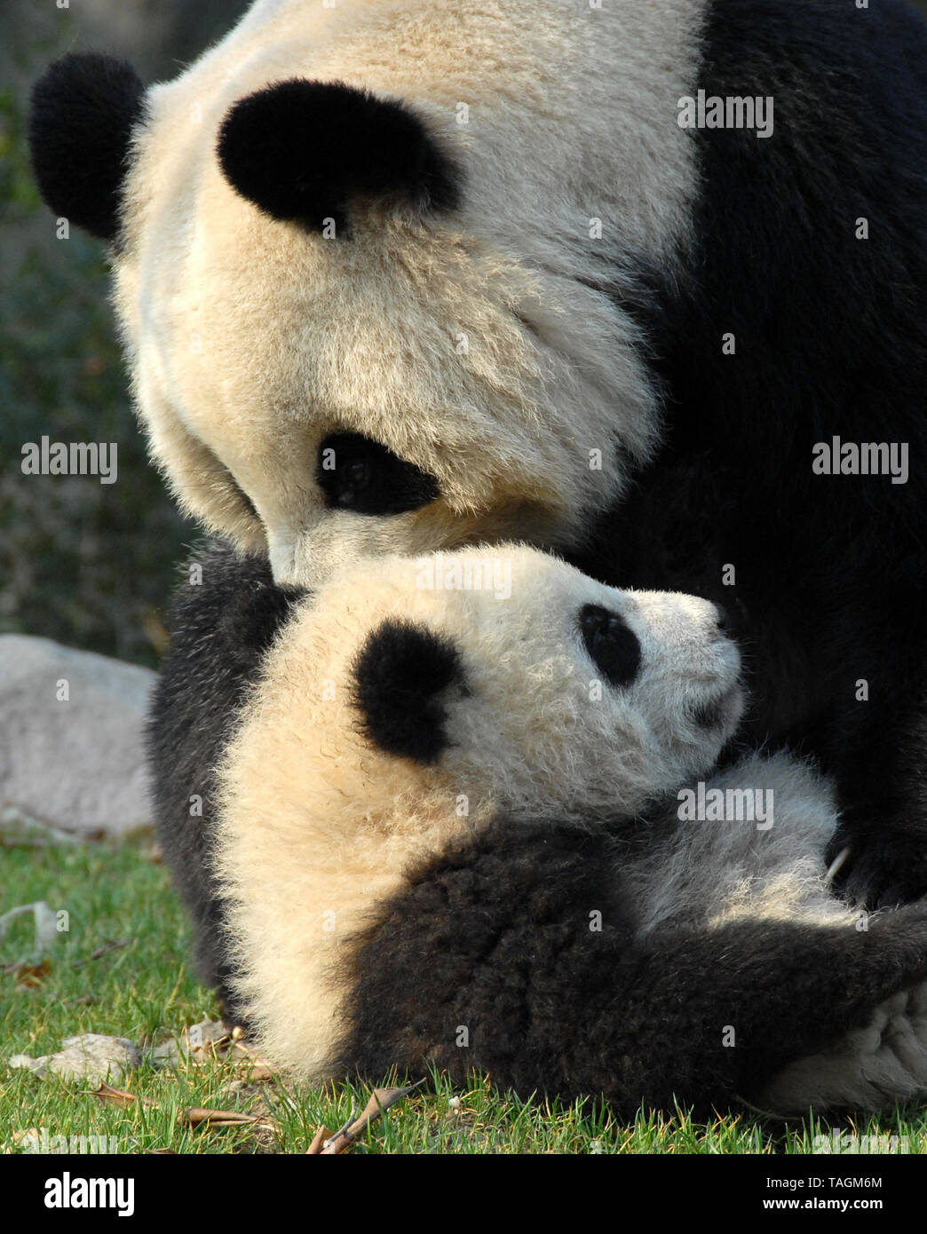 Panda mother and cub at Chengdu Panda Reserve (Chengdu Research Base of ...