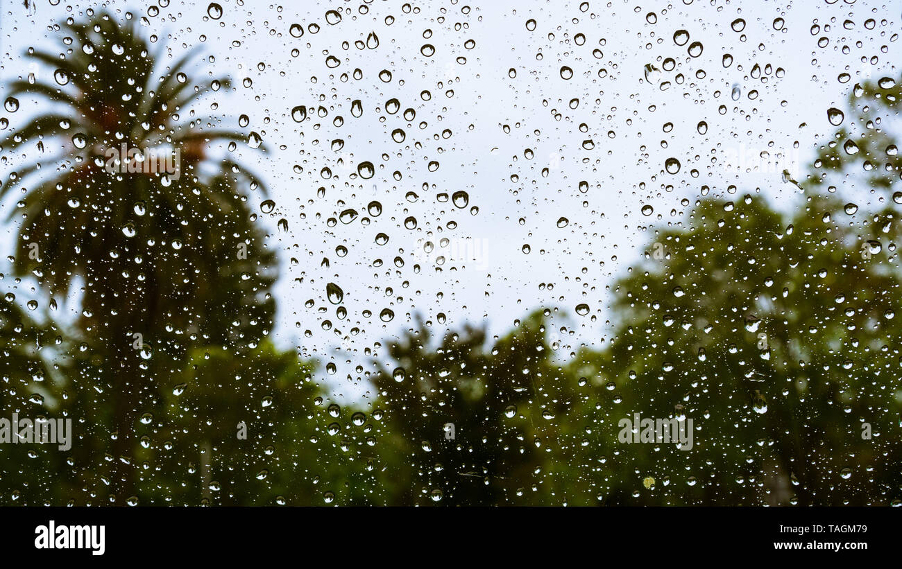 Close up through palm trees hi-res stock photography and images - Alamy